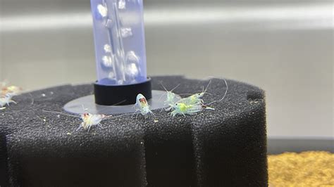 Neocaridina Blue Rilli Linnies Eu