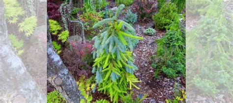 Редкие хвойные коллекционные растения купить в Воронеже Товары для дома и дачи Авито