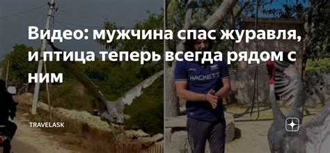 Видео мужчина спас журавля и птица теперь всегда рядом с ним Travelask Дзен