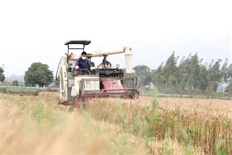 来宾也能种植冬小麦 医药医改频道 东方养生