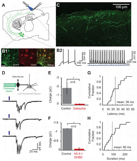 Nicotinic Receptor Dependent Inhibitory Barrage In L2 3 Pyramidal Cells