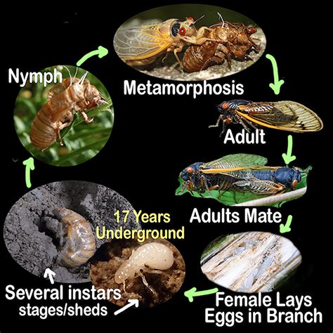 Cicada Nymph Life Cycle