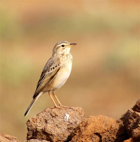 Paddyfield Pipit Mad About Birding And Travel