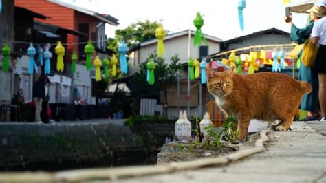 คลองแม่ข่า ประดับตกแต่งสวยงามเตรียมพร้อมจัดงาน ยี่เป็ง หลังพลิกโฉมเป็นแลนด์มาร์กใหม่ คาด นทท