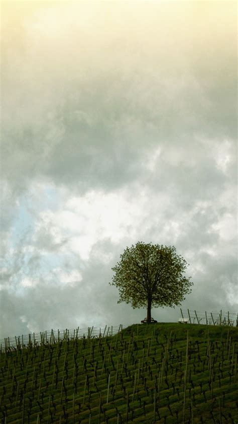 That Tree Mobile Wallpapers 4K Ultra HD