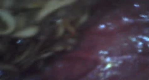 The Final Flight Part 3 1 2 Roam About The Cabin