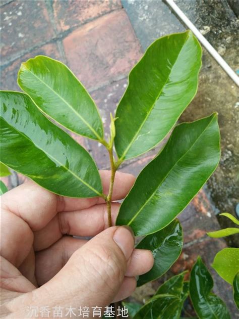 奇楠沉香中的张勺子品种长啥样 中国永发沉香树种植基地