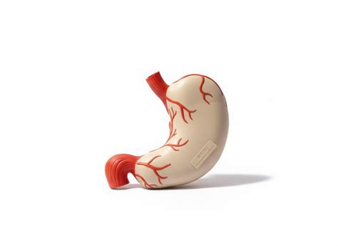 Модель Будова шлунку купити в B Pro