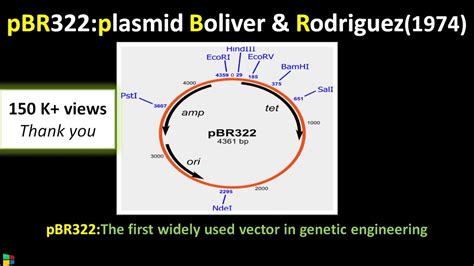 Pbr322 Gene Cloning Vector Explained Biotechnology Biologyexams4u