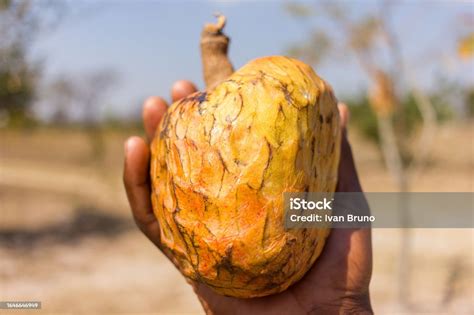 Sweet And Ripe Custard Apple Fruit From The Annona Reticulata Tree Sometimes Called As