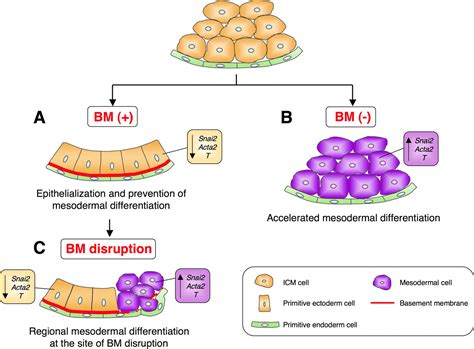 Regulation Of Mesodermal Differentiation Of Mouse Embryonic Stem Cells