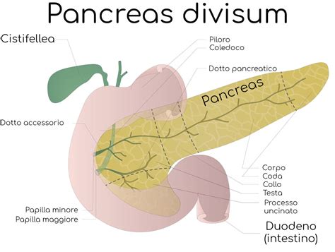 Pancreas Divisum Cause Sintomi E Cosa Aspettarsi Valori Normali
