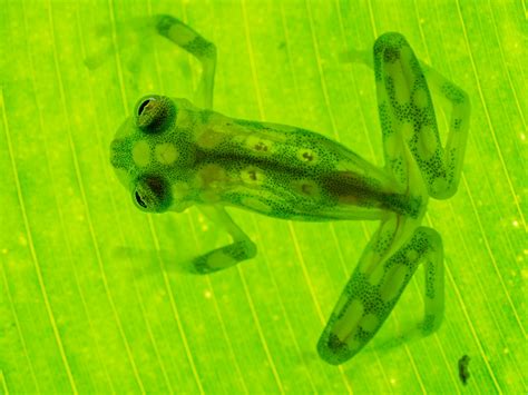 Poison Dart Frog Pictures National Geographic
