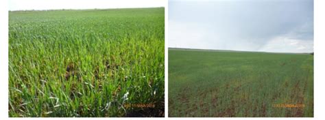 Heterogeneity Of The Vegetation Cover In Agrocenoses With Winter Wheat