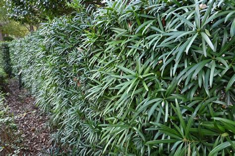 How To Grow And Care For Podocarpus