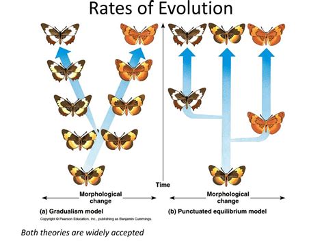 Ppt Speciation And Macroevolution Powerpoint Presentation Free Download Id 6893925