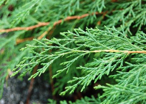 Arborvitae Root System Studiousguy