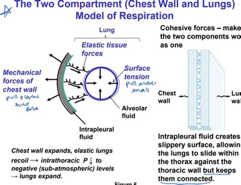 Phys Lecture 2 Resp Flashcards Quizlet
