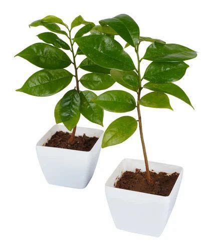 A Grade Avocado Soursop Fruit Plant Packaging Type Carton Packaging