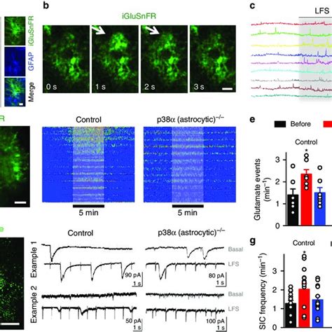 Optogenetic Stimulation Of Astrocytes Induces Astrocyte Neuron