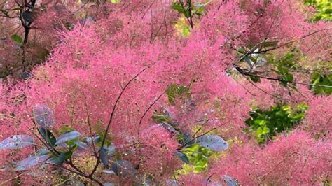 How To Grow And Care For A Smoke Tree Complete Guide