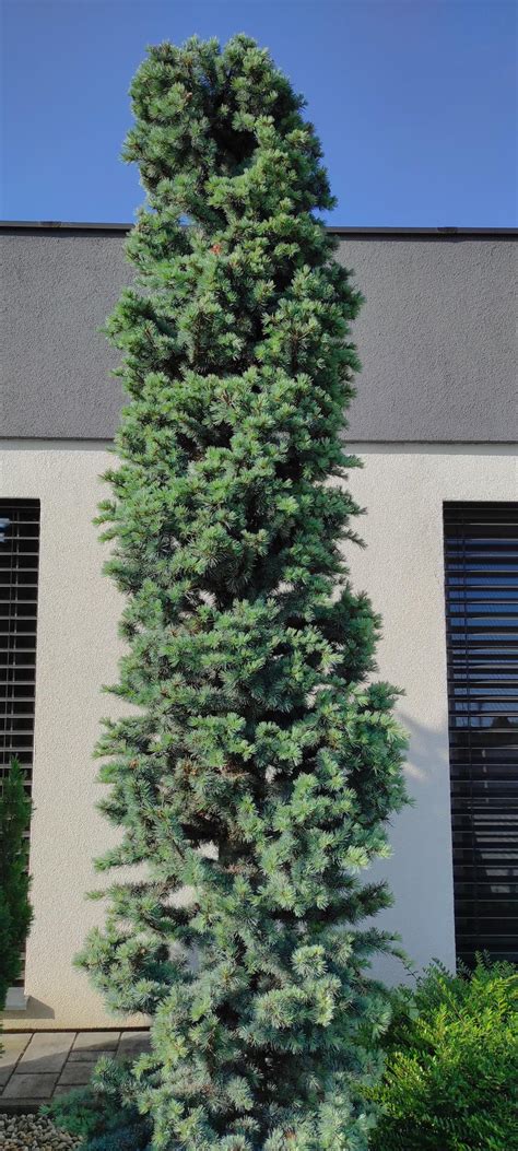 Céder Atlantsky Záhrada Modrastrechask