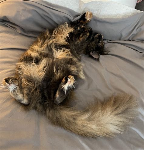 Sleeping Time R Torties