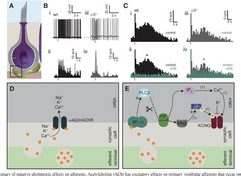 Figure 5 From A Review Of Efferent Cholinergic Synaptic Transmission In The Vestibular Periphery