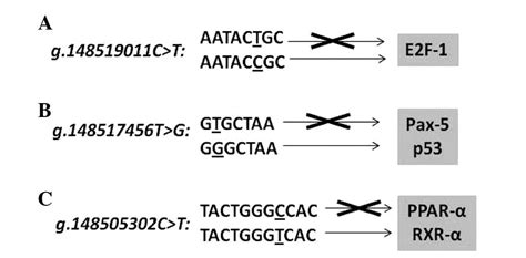 A Single Nucleotide Polymorphism In Ezh2 Predicts Overall Survival Rate In Patients With