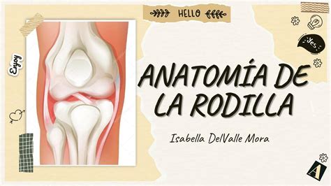 Anatomía De La Rodilla Alejandra Salazar Udocz