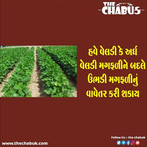 હવ વલડ ક અરધ વલડ મગફળન બદલ ઉભડ મગફળન વવતર કર શકય thechabuk com