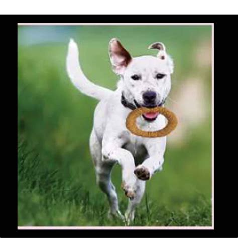 Coco Peat Disc Manufacturers And Suppliers In Pollachi Coir Disc Best Coco Coir Disc