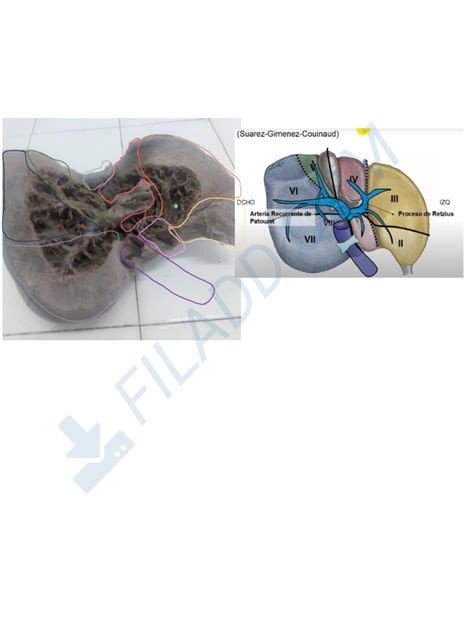 Segmentacion Hepatica E Higado Pdf