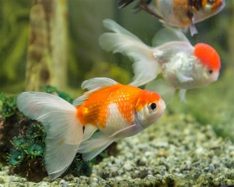 Assorted Oranda ~ 7cm 8cm
