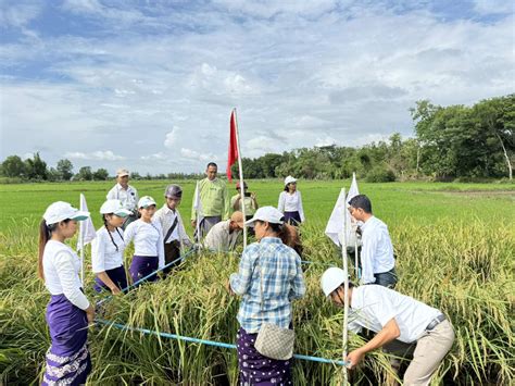 ဝါးခယ်မမြို့နယ်တွင် သုံးသီးစိုက် နှံကောက်စပါးမျိုး စံကွက်ရိတ်သိမ်းခြင်းဆောင်ရွက် Information