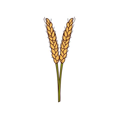 Wheat Flour Vector
