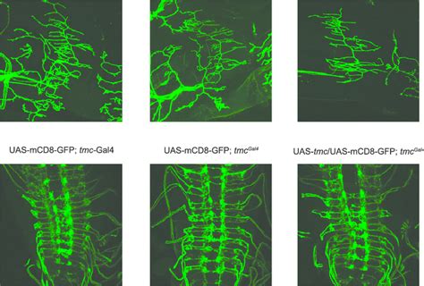 Fig S4 Dendrite Morphology Of Class I Da Neurons And Axon Projection Download Scientific
