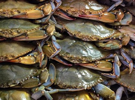 Frozen Soft Shell Crabs Graham And Rollins Inc