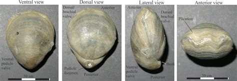 Brachiopod Morphology For Sedimentologists Geological Digressions