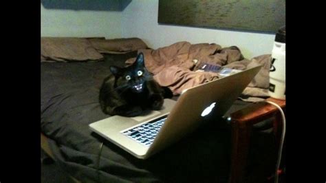 Создать мем смешные животные забавные животные кот за компьютером Картинки Meme