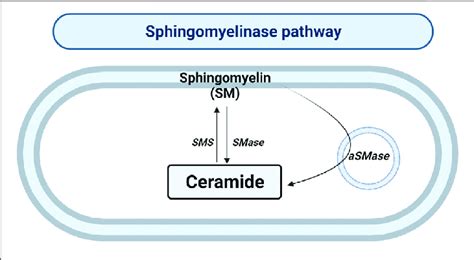 Sphingomyelinase Pathway Solid Arrows Represent Single Reactions Download Scientific