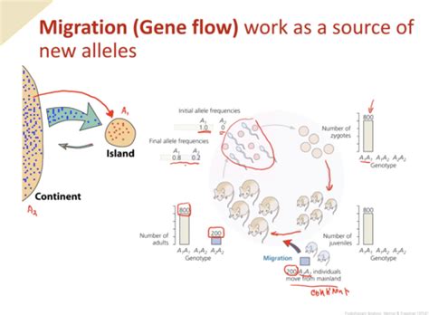 evolution unit 2 lecture 7 flashcards quizlet
