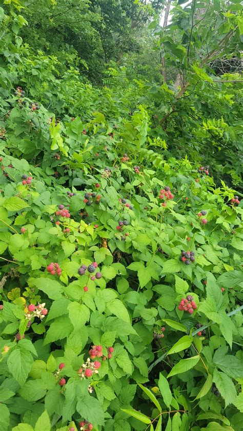 Planting Raspberries From Seed Rgardening
