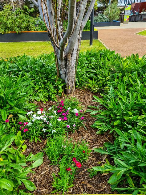 Inspiration For What To Grow Under Your Fruit Trees Grow Great Fruit