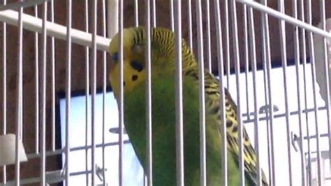 რა საყვარელია Youtube