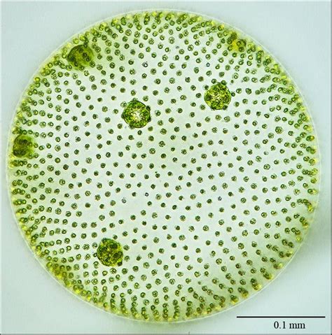 Discover The Fascinating Volvox Organism