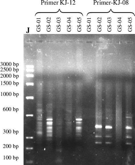 Figure 2 From Dna Isolation And Optimization Of Pcr Conditions In Gymnema Sylvestre By Using