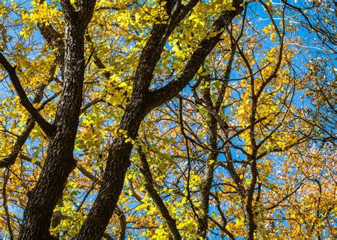 Common Trees In North Texas