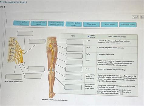 Answered Post Lab Assignment Lab 8 Em 4 Inferior Gluteal Nerve Common