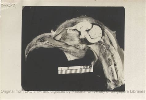 Digital Gems View Sagittal Section Of Head Of Steatornis Caripensis